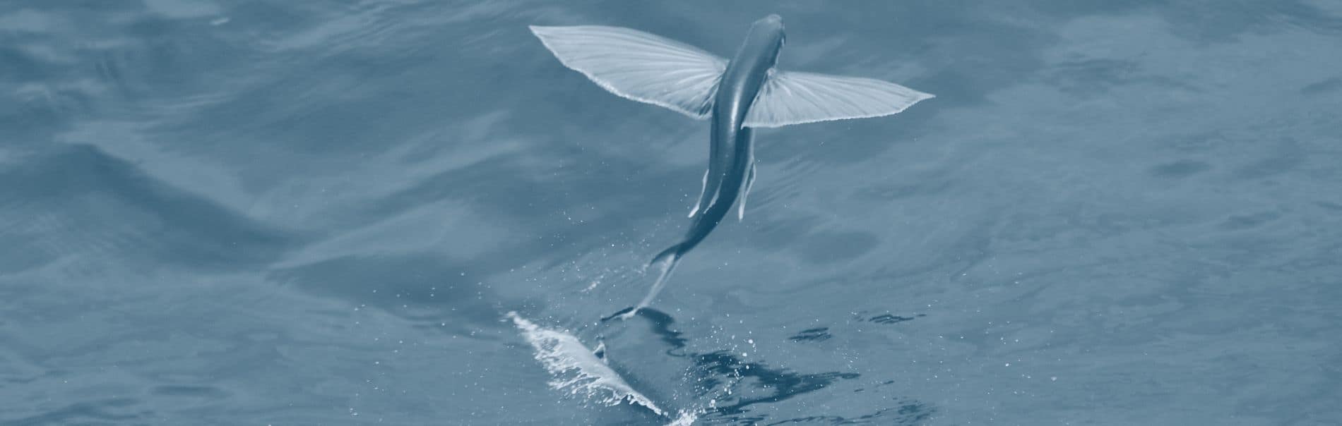 Programme - Telescope House